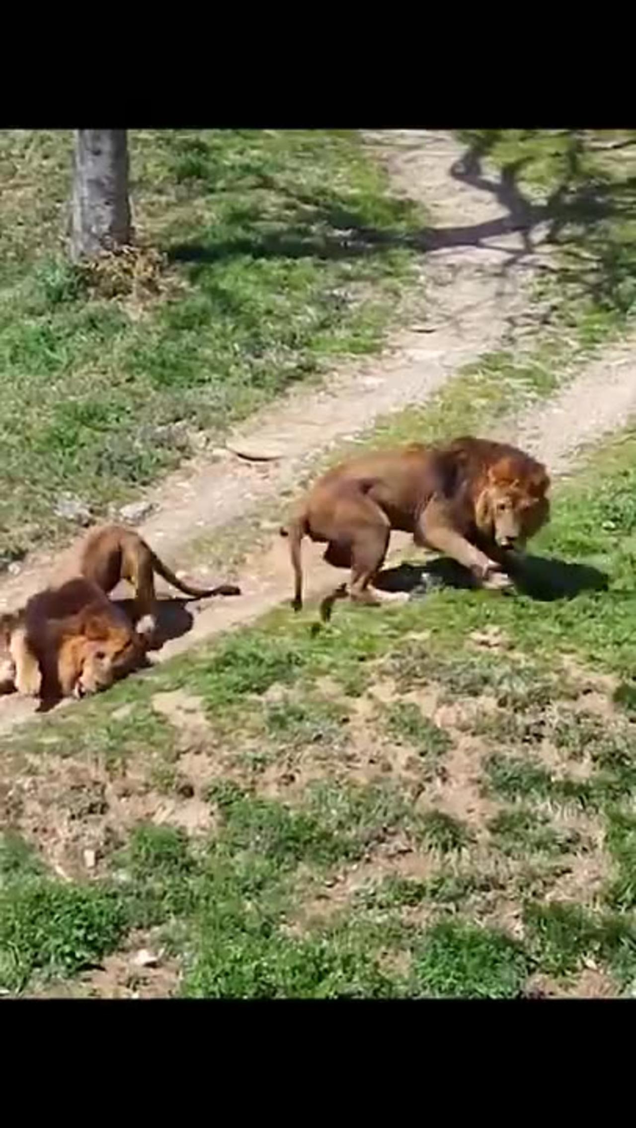 Two lions fight for lioness _shorts _ - One News Page VIDEO Two lions fight for lioness _shorts _ - One News Page VIDEO