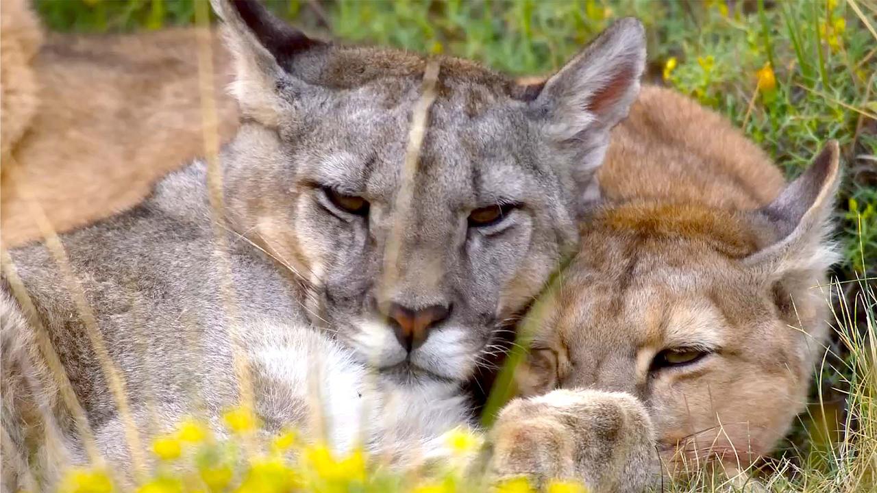 First Look at Netflix's Nature Series Our Planet - One News Page VIDEO