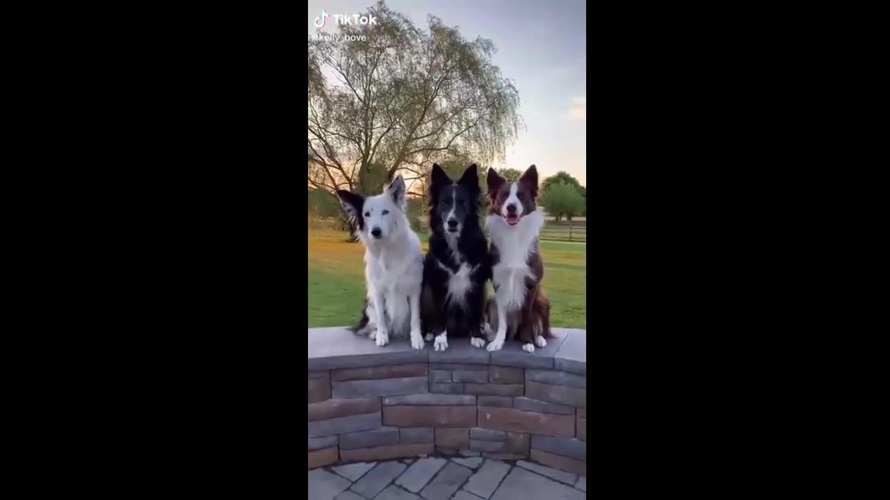 Dogs Doing Funny Things Tik Tok ~ Cutest Puppies - One News Page VIDEO