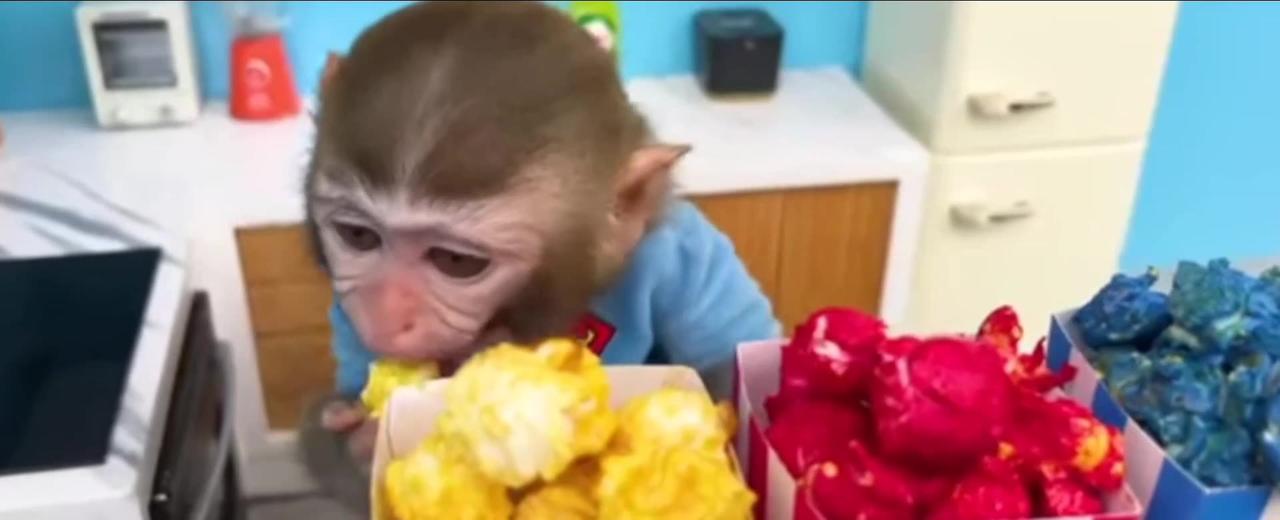 Monkey Baby Bon Bon oes to the toilet and plays - One News Page VIDEO