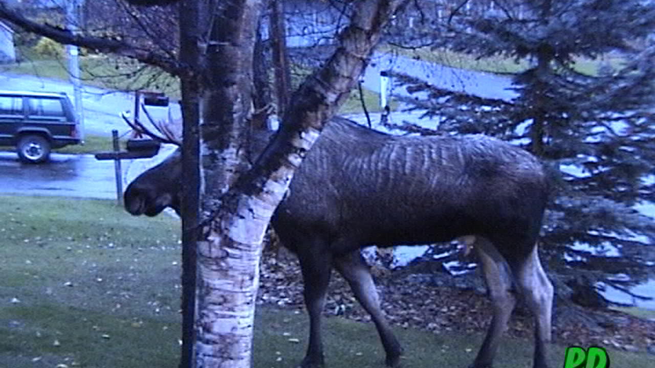 Two Bull Moose, Yard - One News Page VIDEO