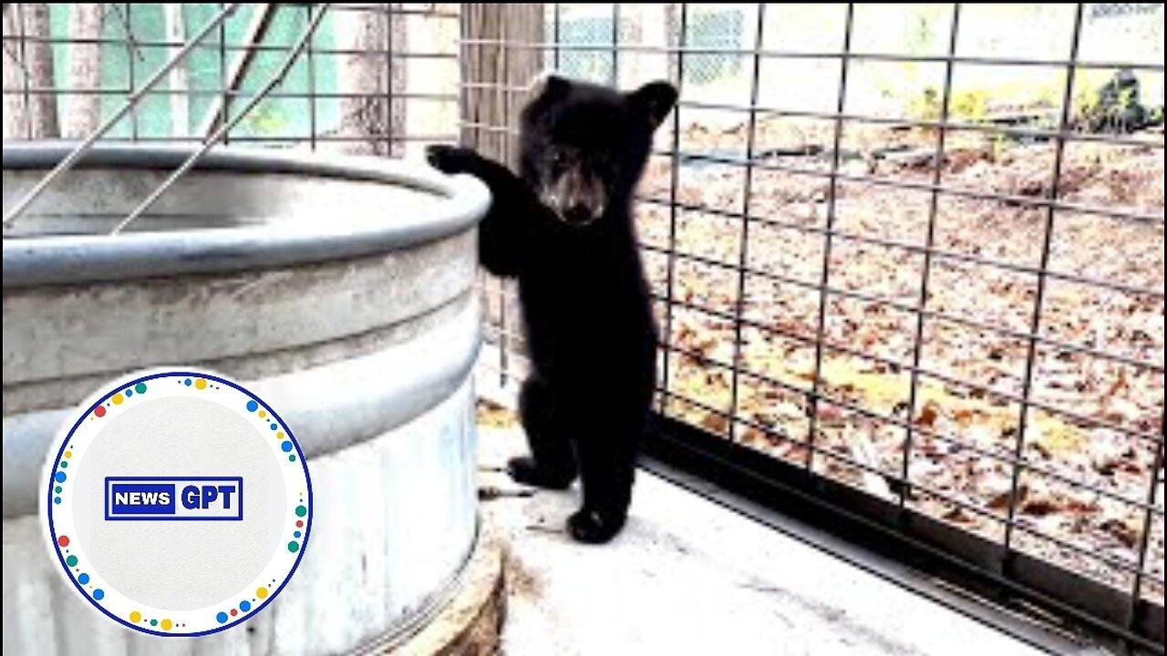 Cuteness overload! Black bear cub enjoys his - One News Page VIDEO