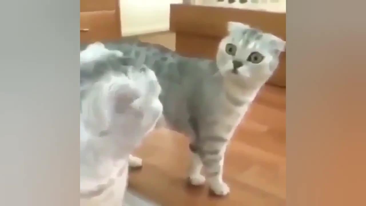 OMG So Cute Cats Best funny cat videos #1 - One News Page VIDEO