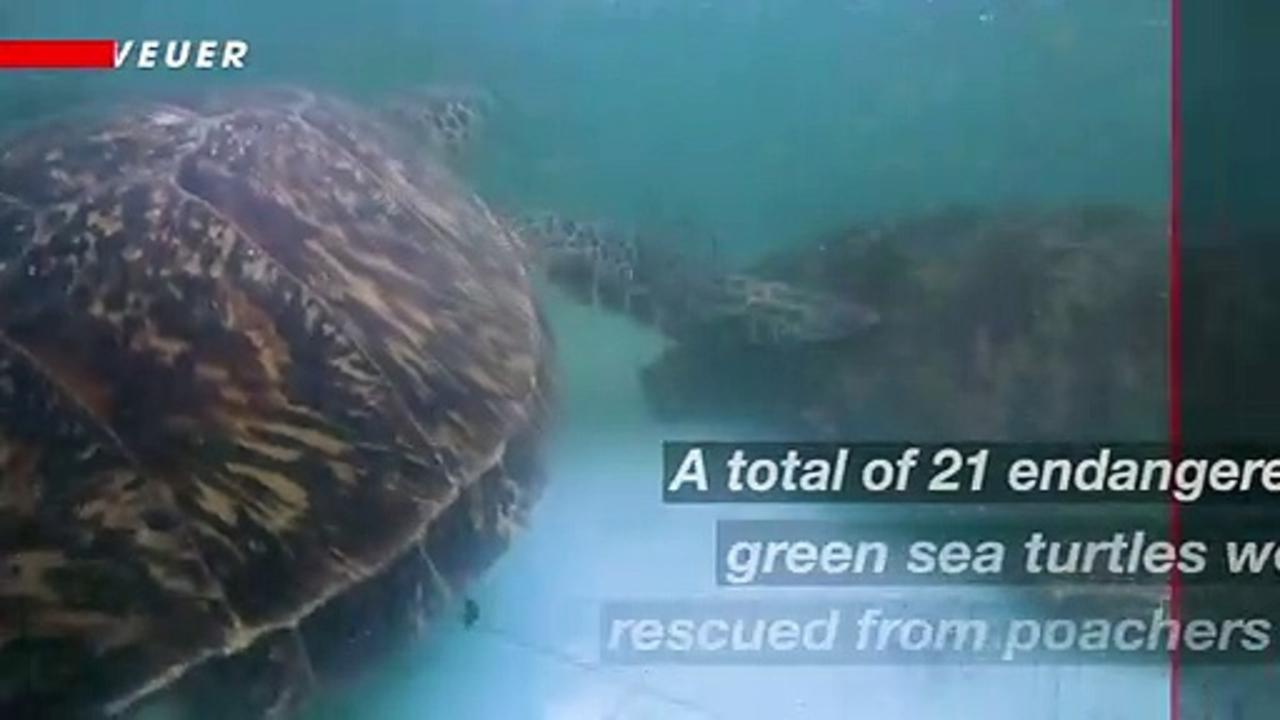Police Rescues 21 Endangered Green Sea Turtles - One News Page VIDEO