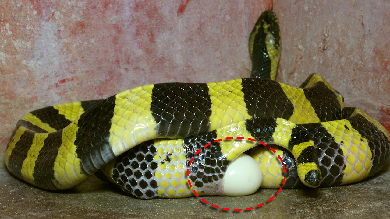 Banded Krait laying eggs live on camera - One News Page VIDEO