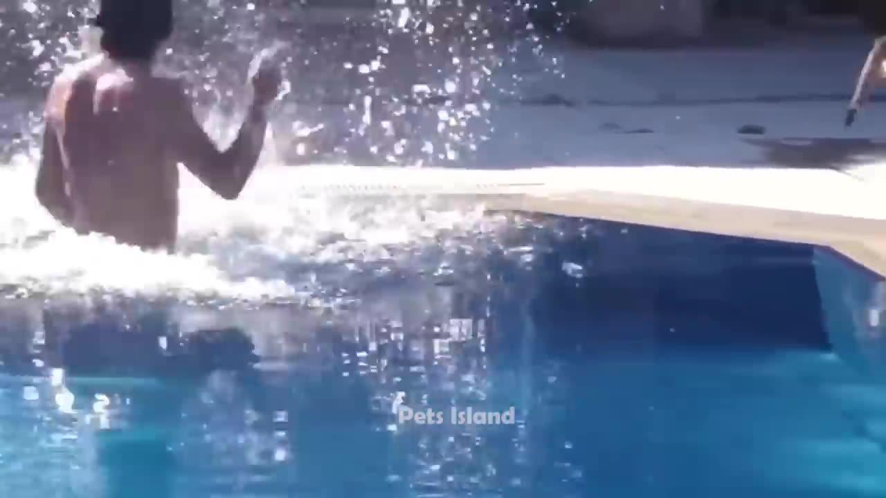 🔥Most Trending Animal Videos - Funniest Cats - One News Page VIDEO