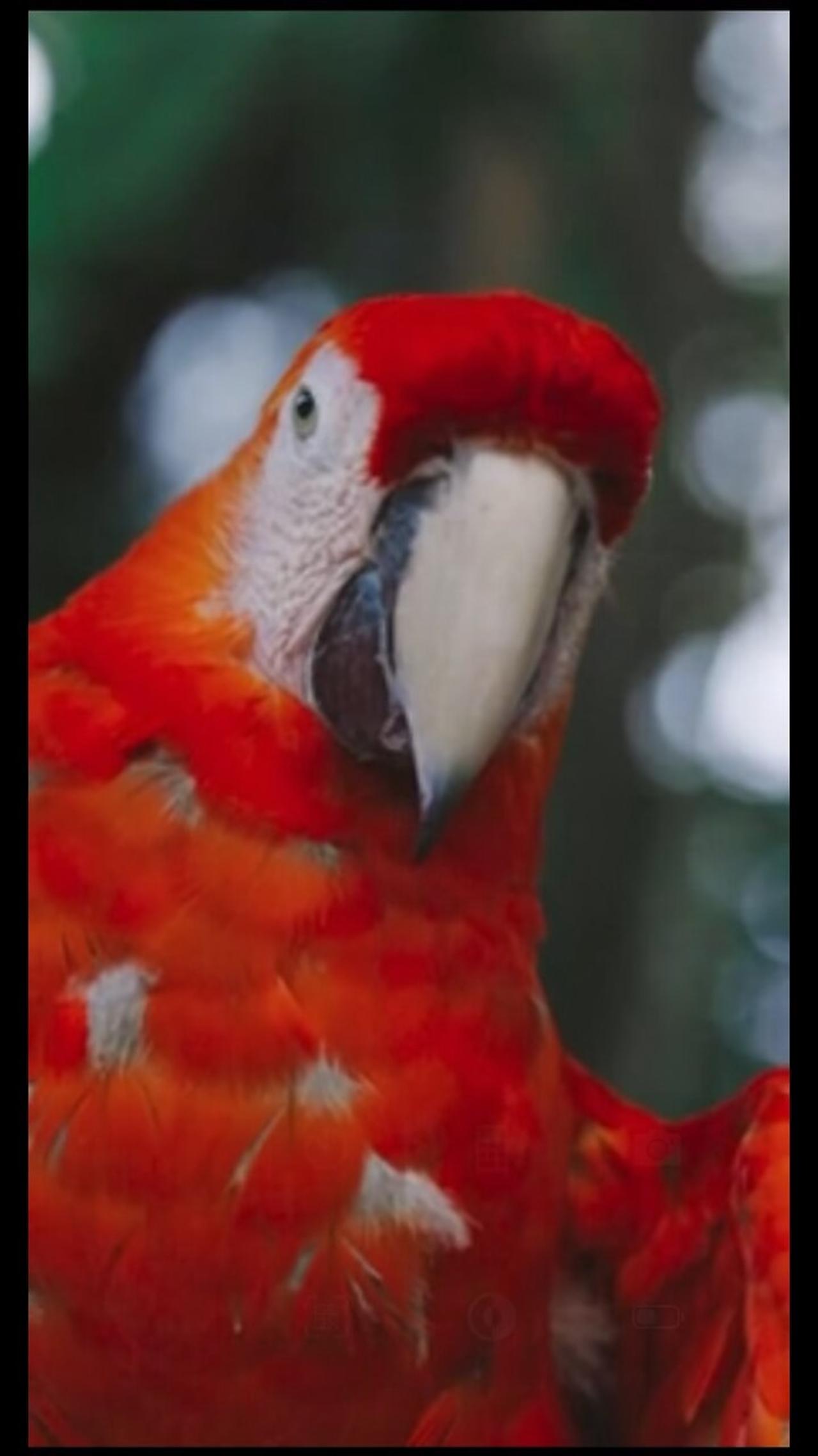 Big red parrot 🦜 - One News Page VIDEO