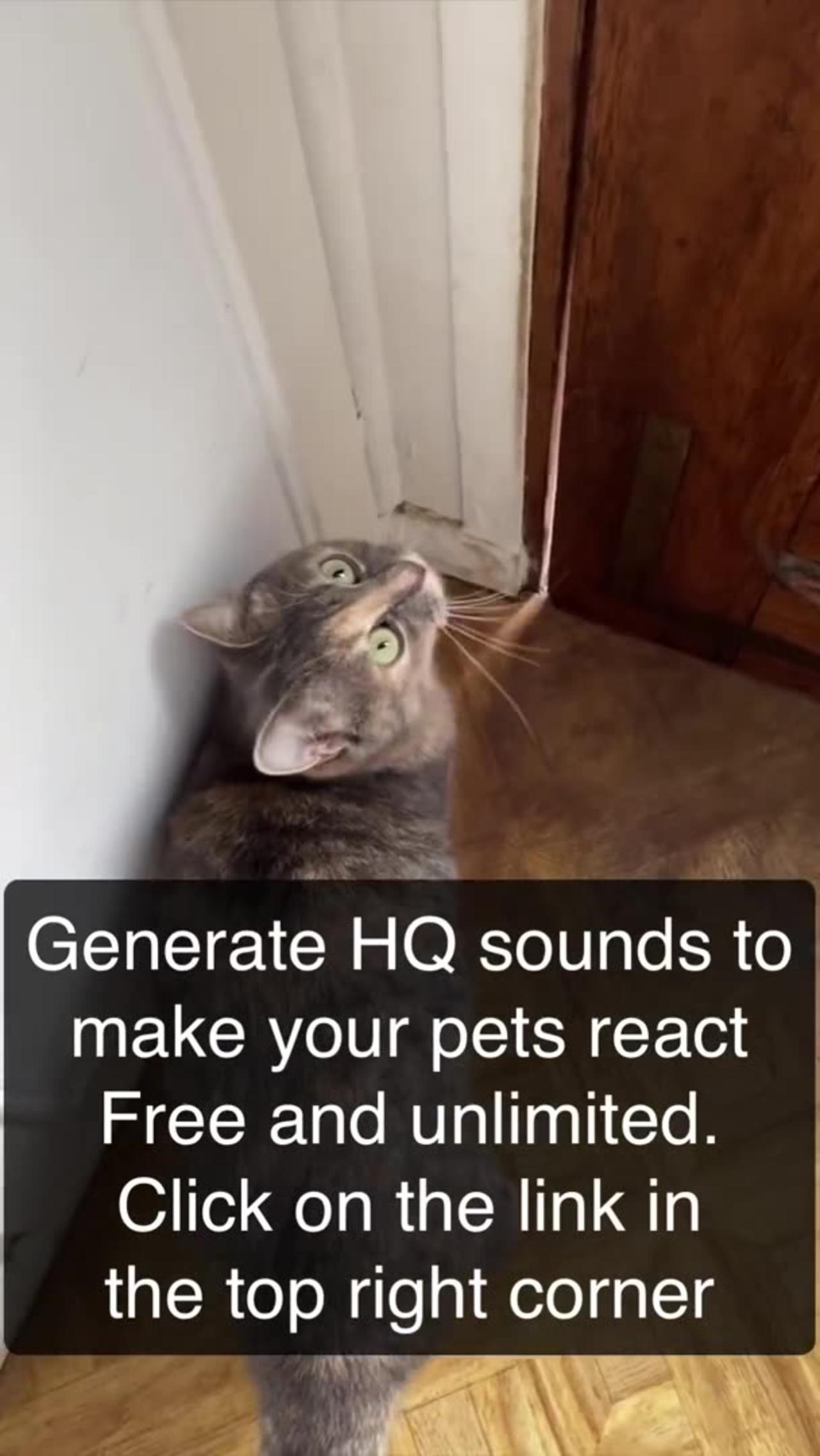 YOU LOOK A FUNNY ONE? WATCH THIS - One News Page VIDEO