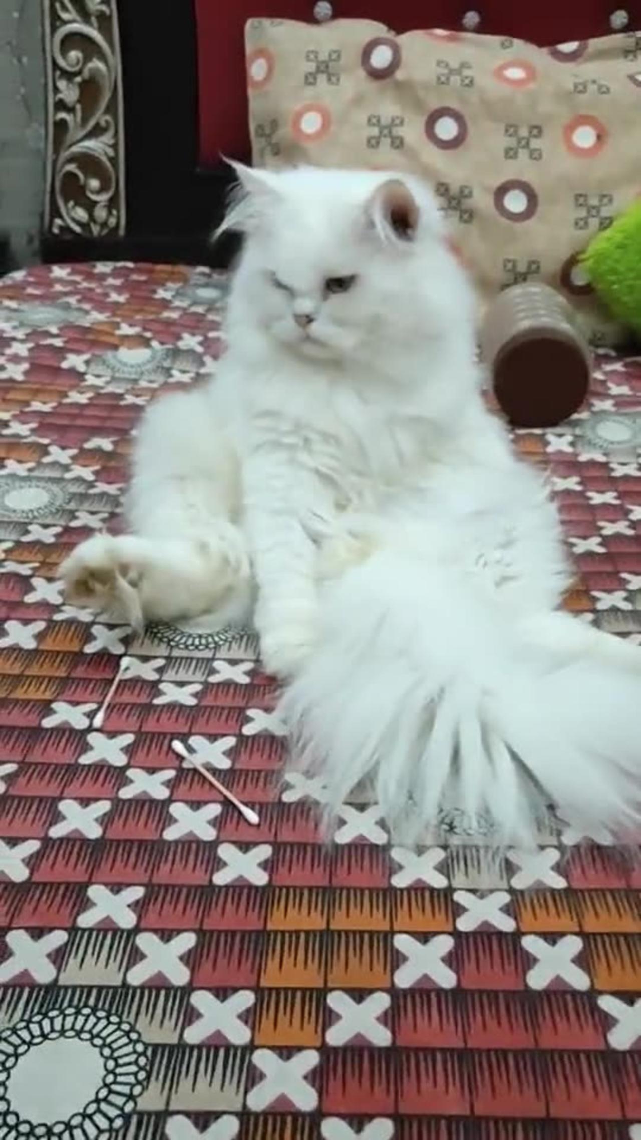Beautiful white Cat 😺 - One News Page VIDEO