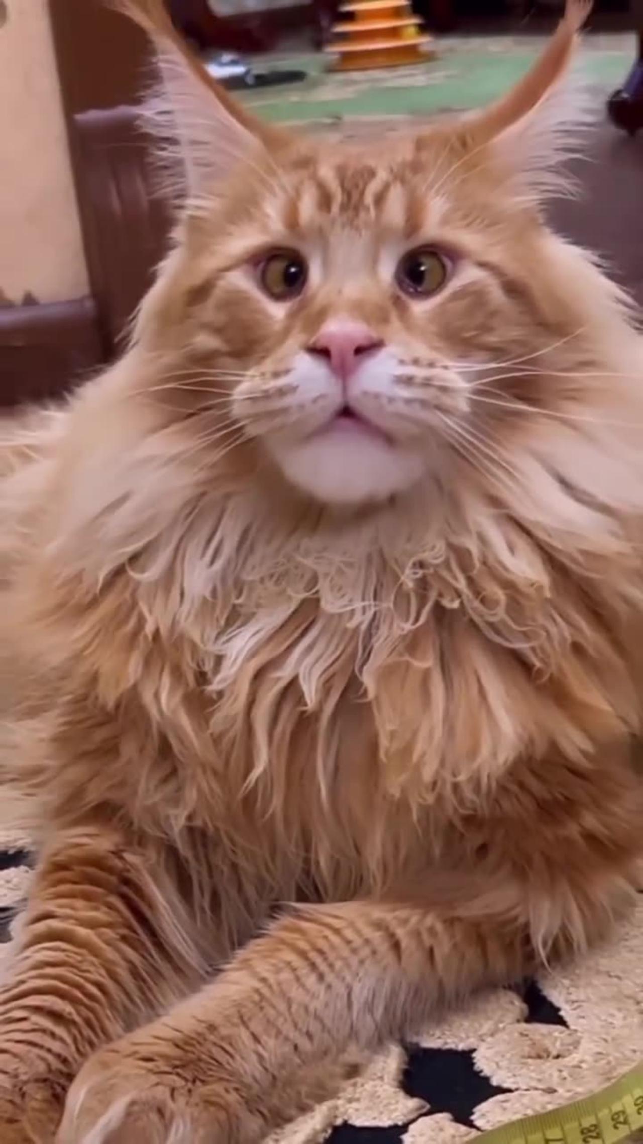 mine meow cute cat - One News Page VIDEO