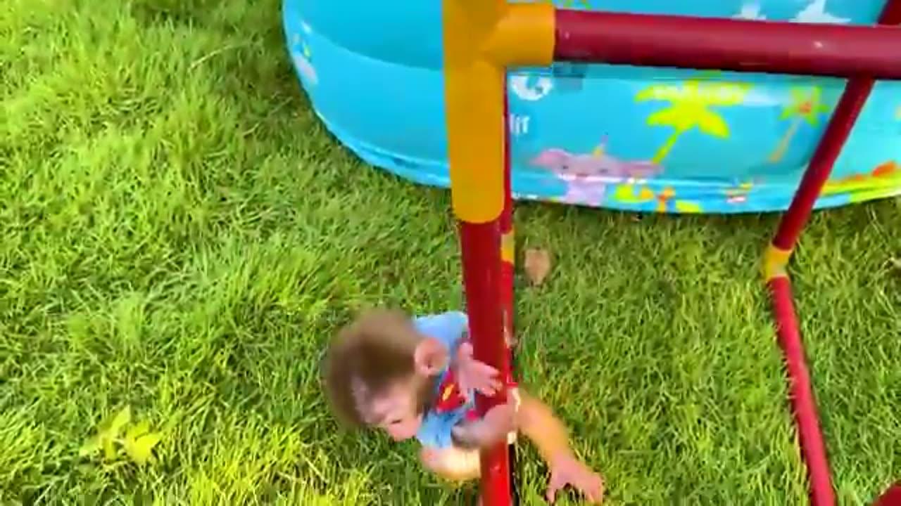Summary of the best videos about baby monkey - One News Page VIDEO
