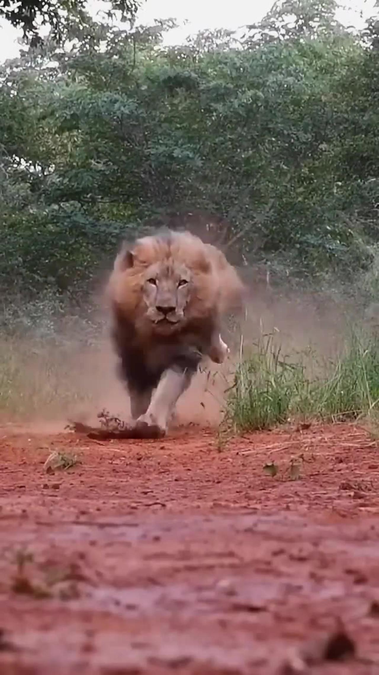 Angry lion - One News Page VIDEO