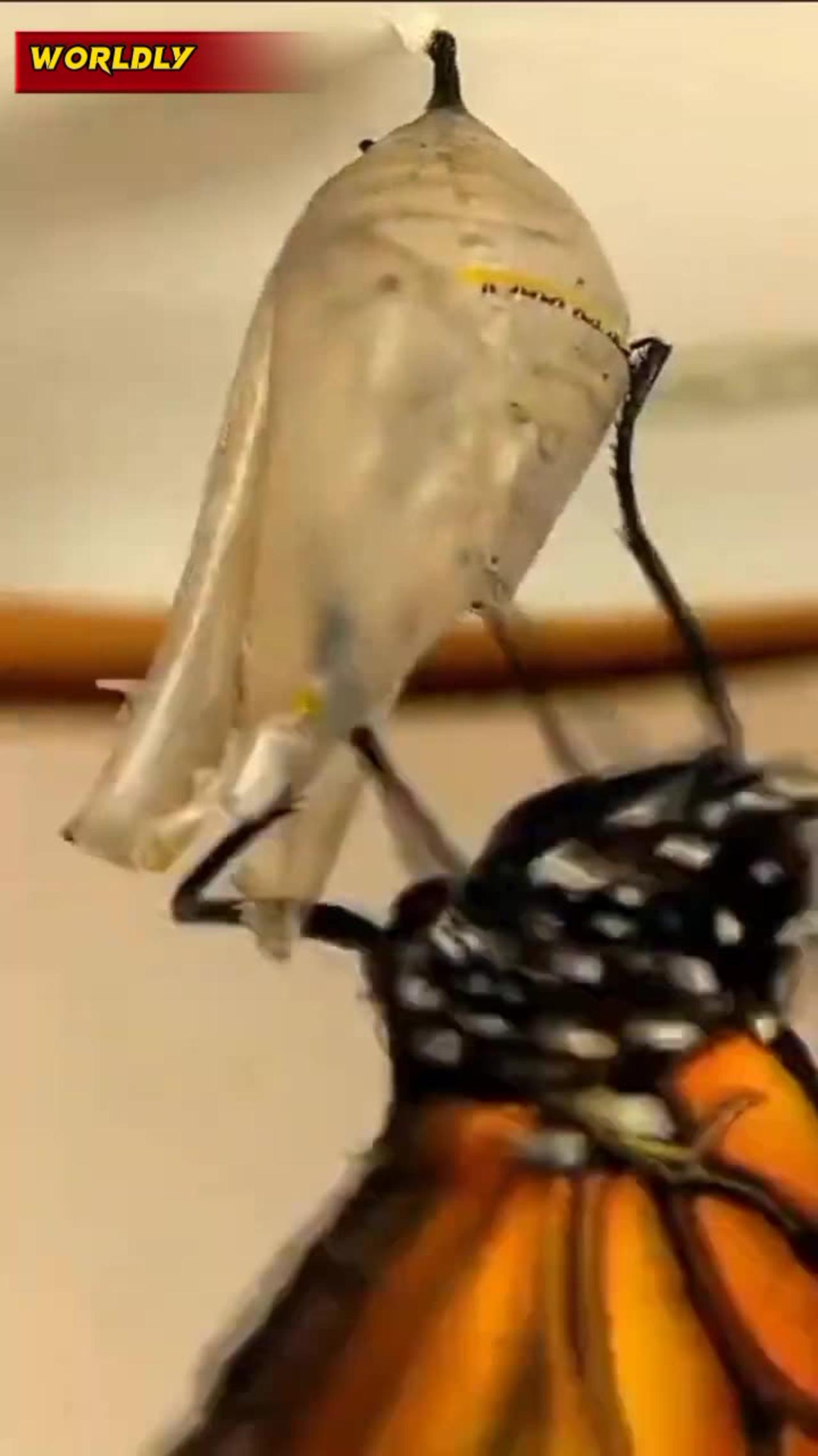 metamorphosis in butterflies - One News Page VIDEO