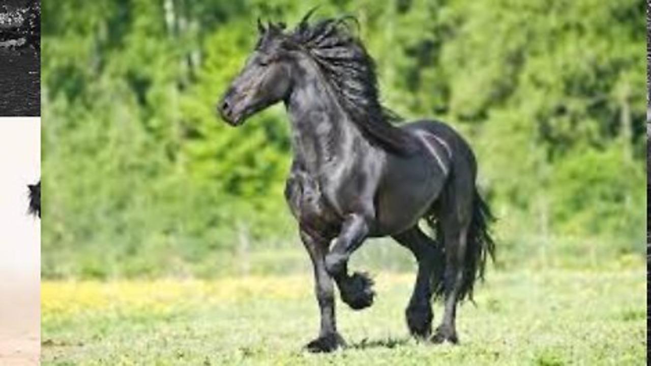 Most Beautiful Horses on Planet Earth - One News Page VIDEO