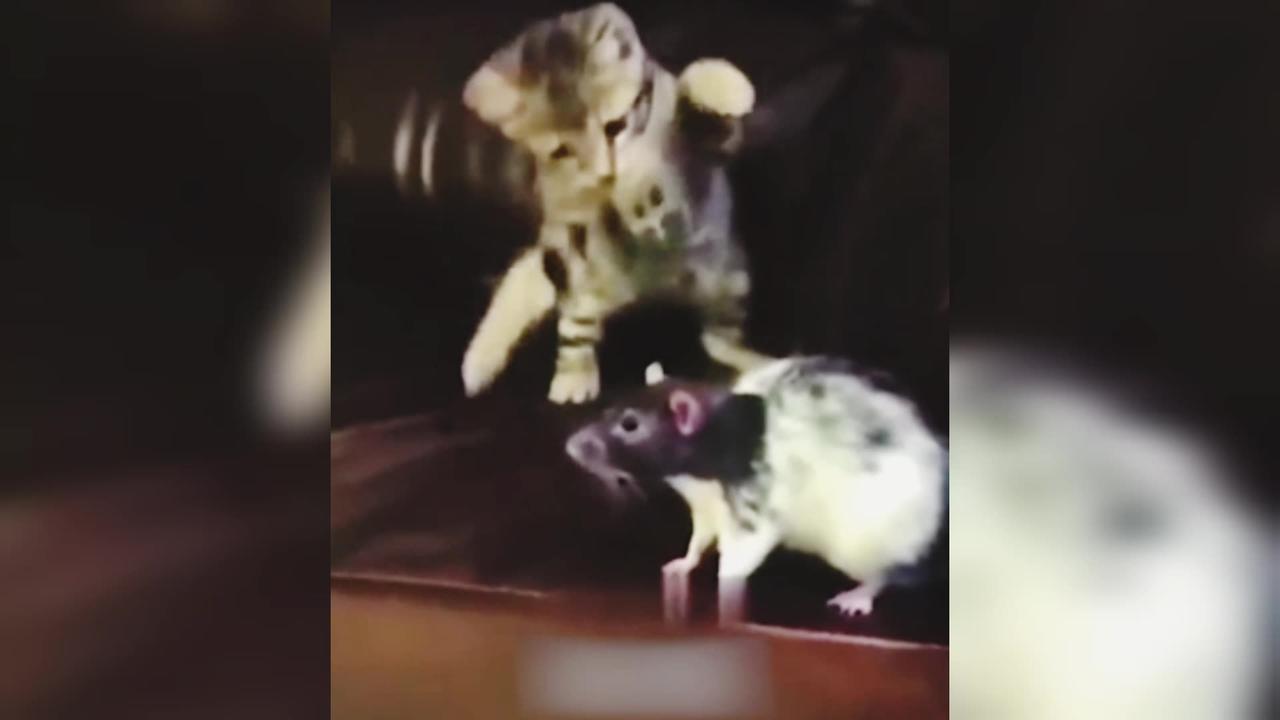 Cat Punch Baby Cat - One News Page VIDEO