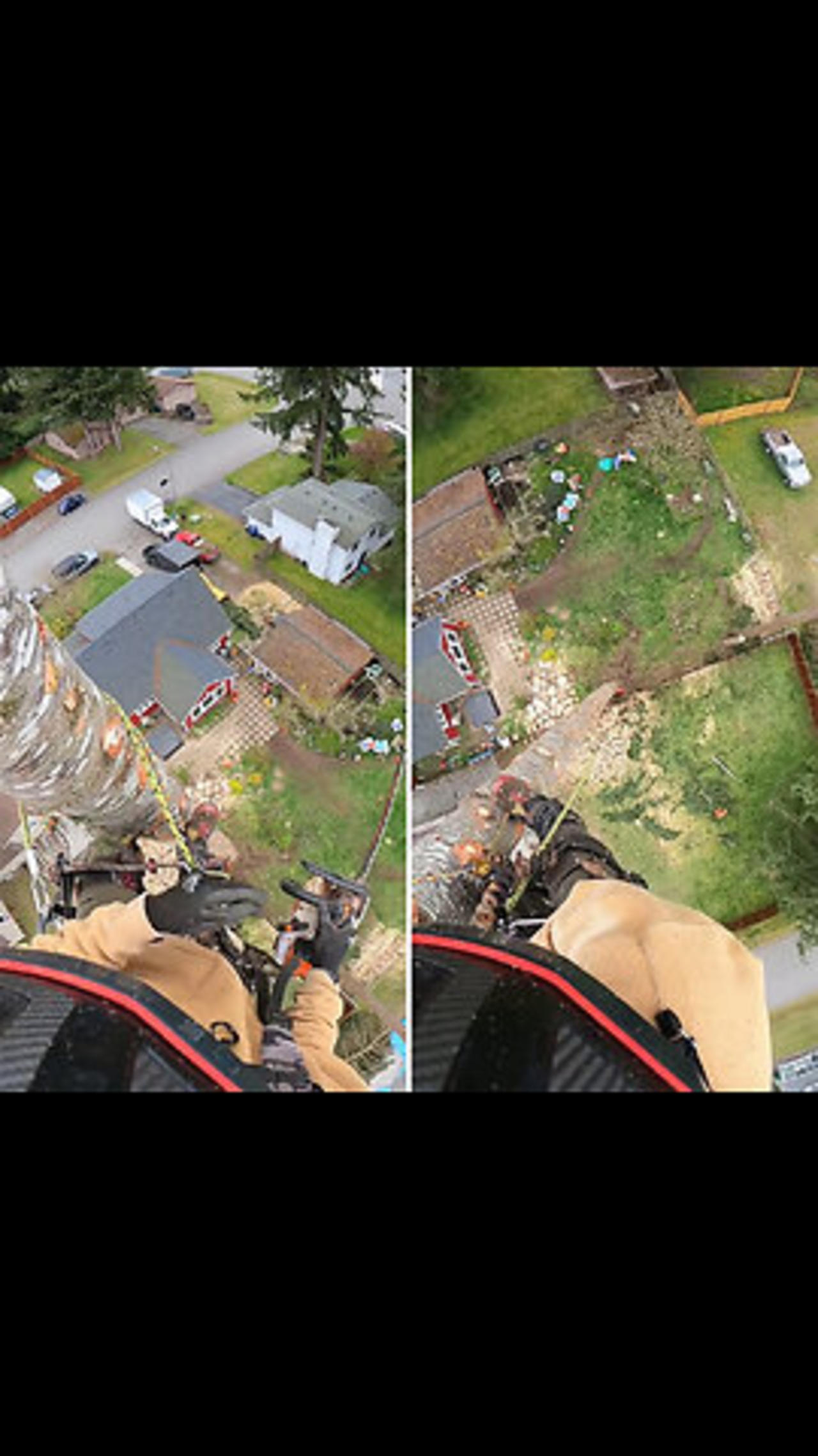 Safely taking down a tree starting from the top - One News Page VIDEO
