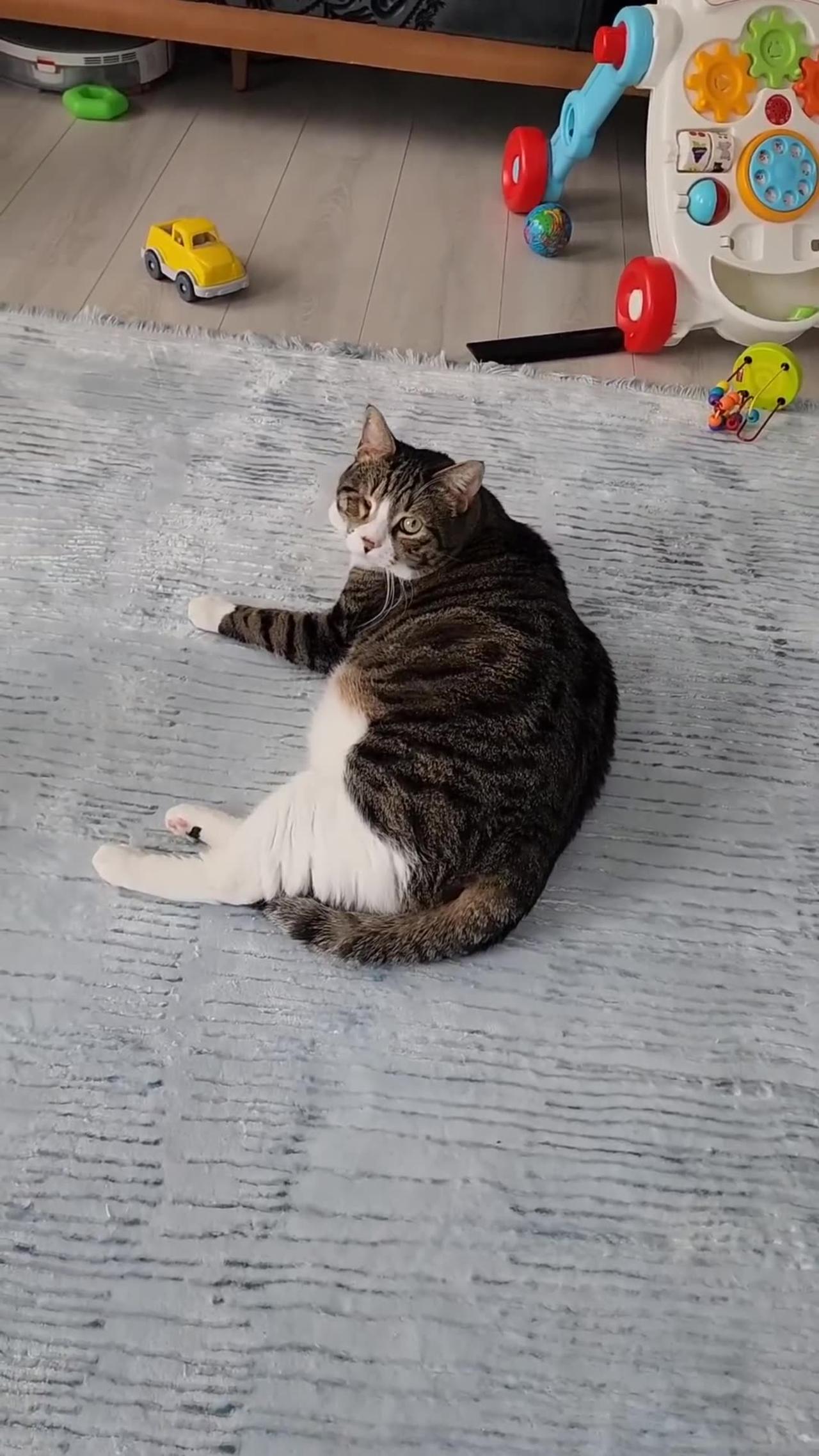 Smart Cats - One News Page VIDEO