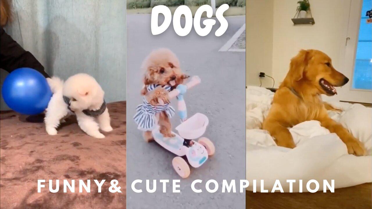 DOGS Funny & Cute Compilation - One News Page VIDEO