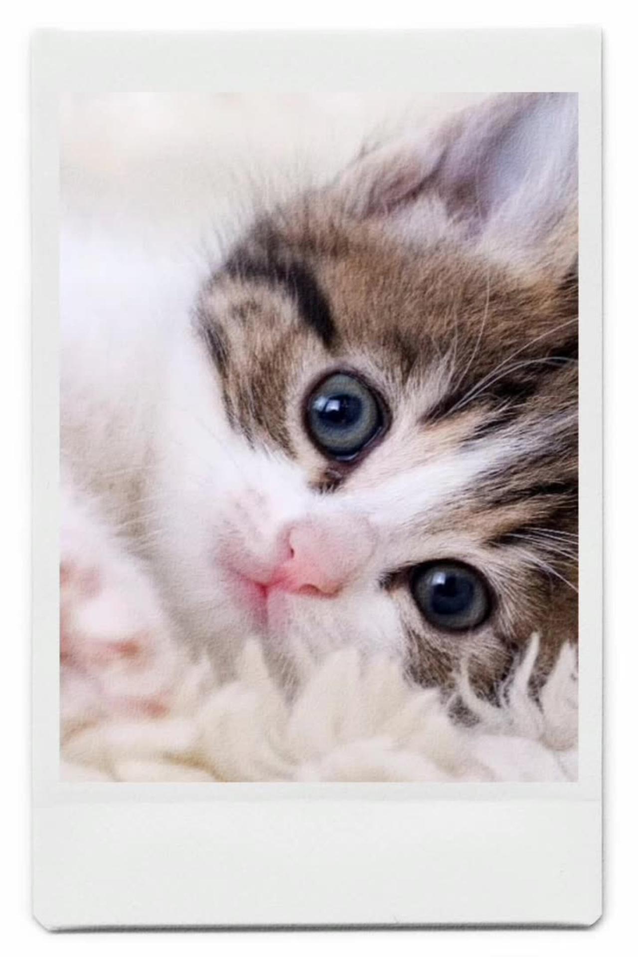 Cat lover - One News Page VIDEO