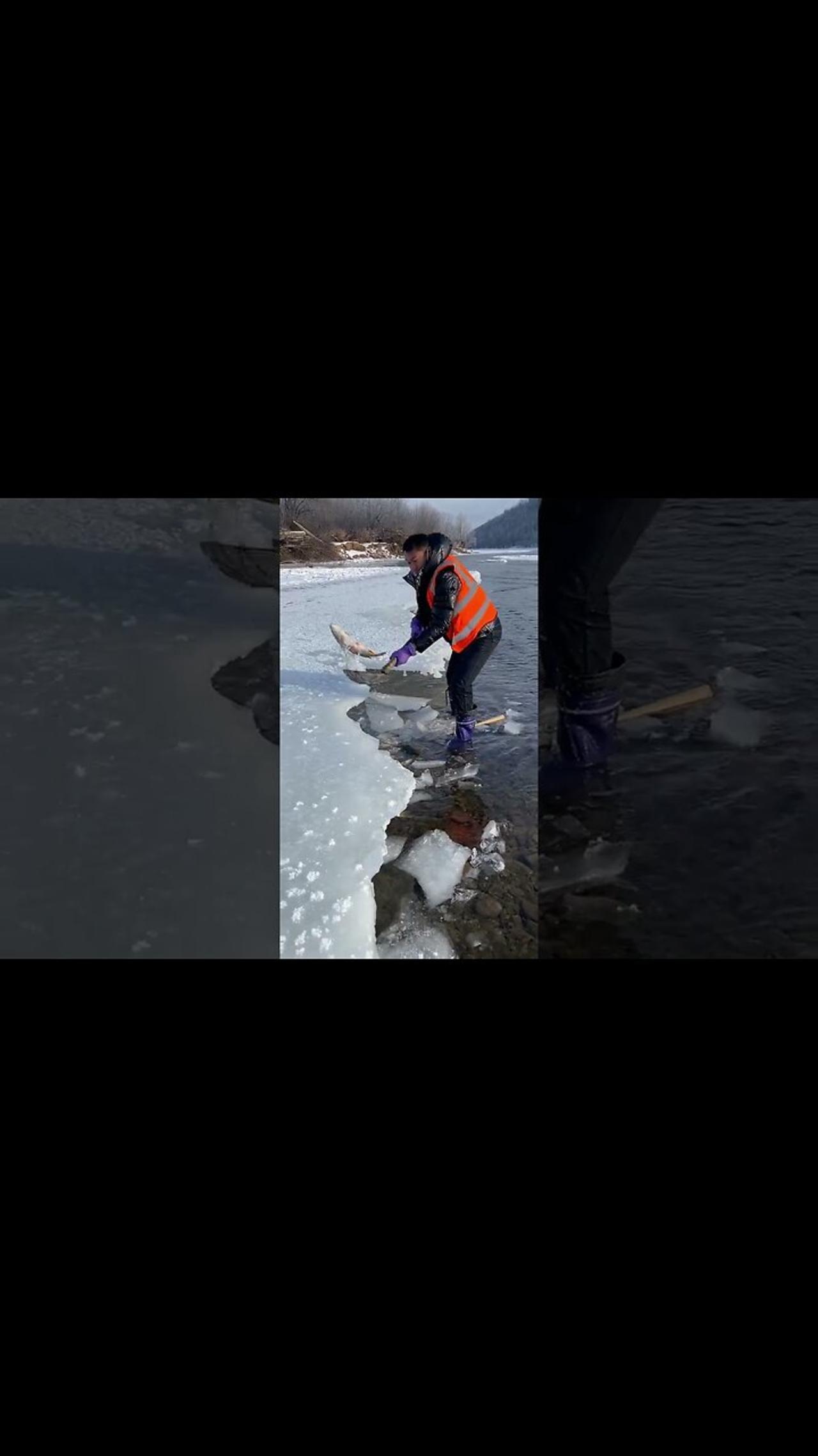 New Primitive Technology FISH TRAP with Fishing - One News Page VIDEO