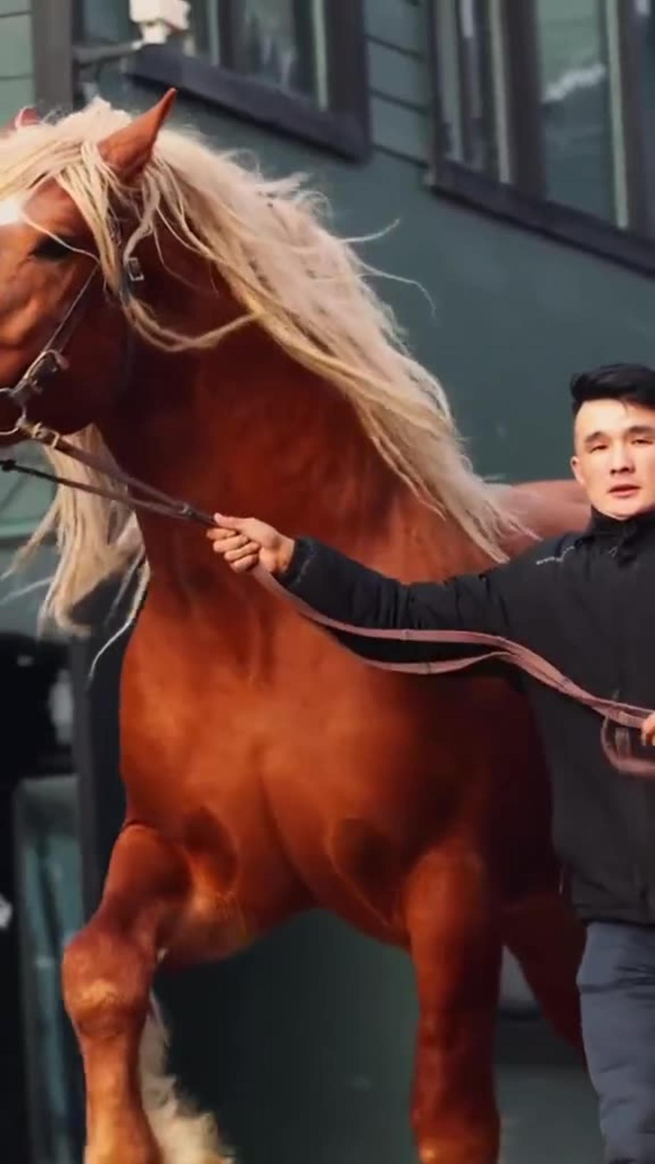 Beautiful Horse - One News Page VIDEO