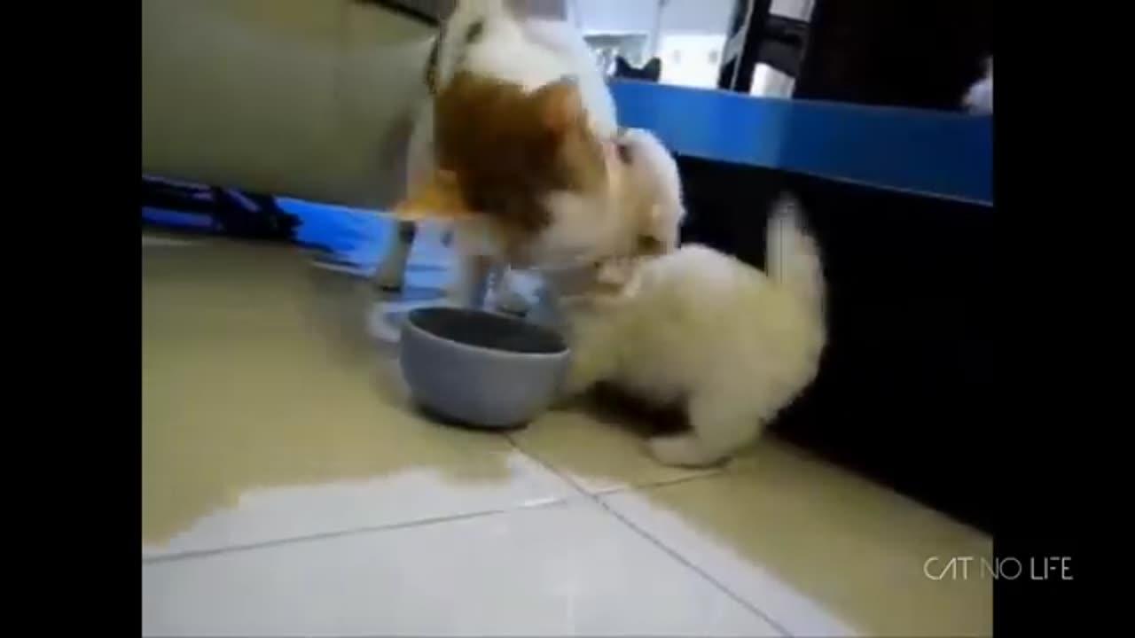 Funny cats and dogs compilation - One News Page VIDEO