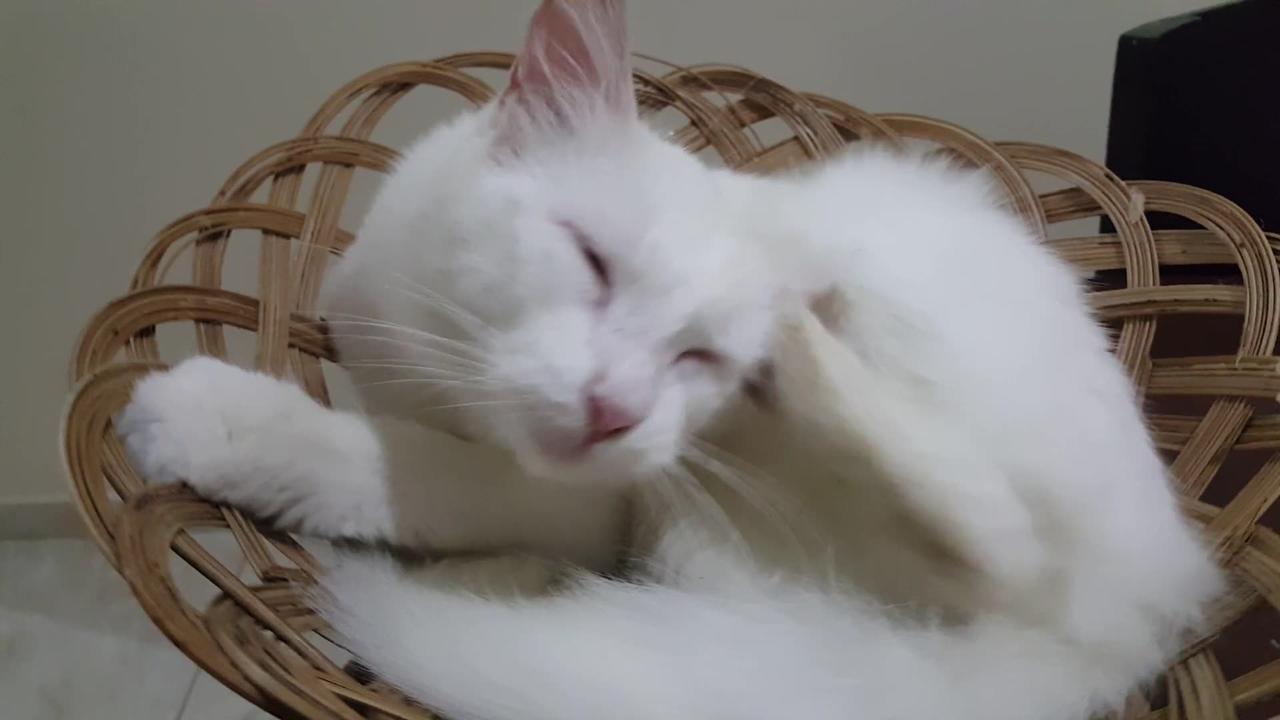 Cute cat video - One News Page VIDEO