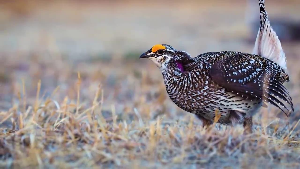 AMAZING BIRDS Beautiful birds inhabit all - One News Page VIDEO