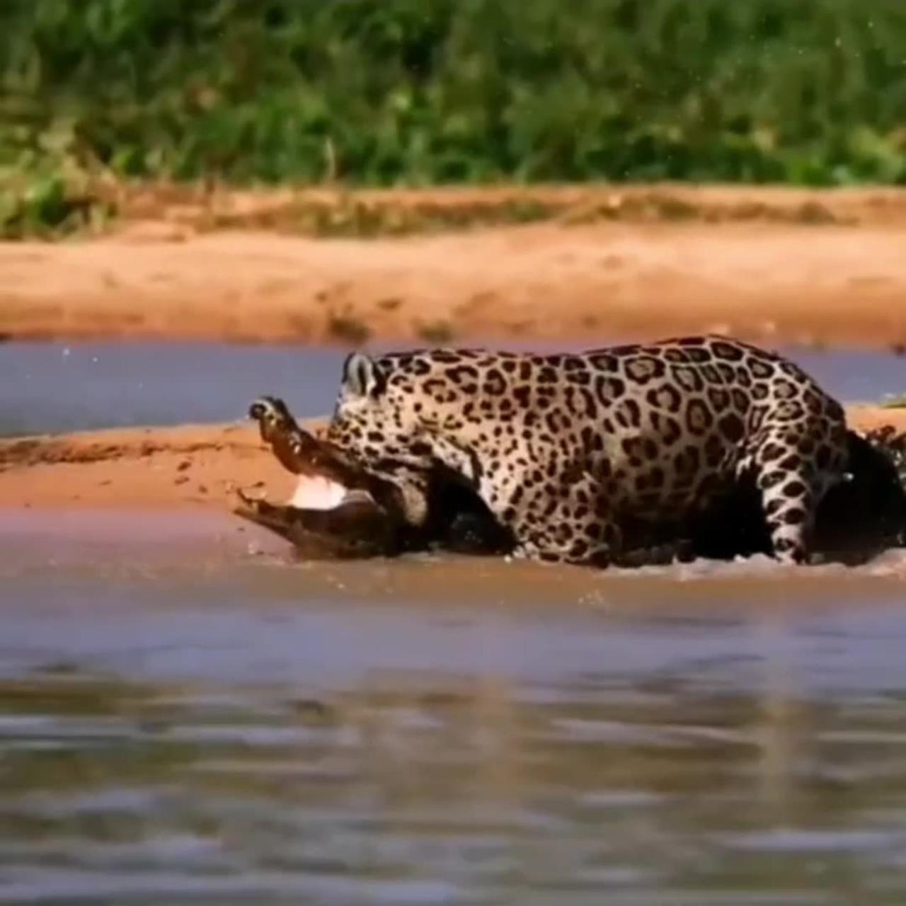 leopard vs alligator - One News Page VIDEO