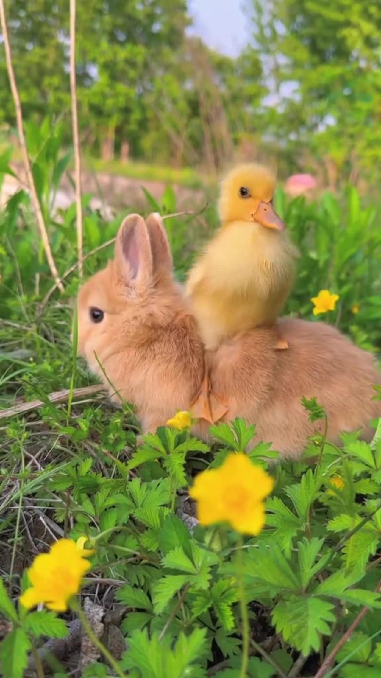 Peter Rabbit - Tales of the Three Mischievous - One News Page VIDEO