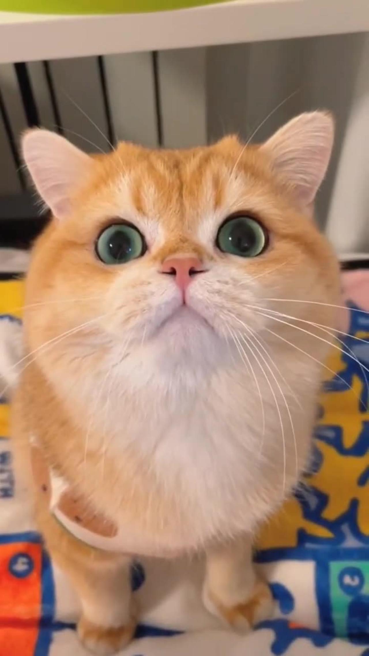 HI! meow ^^ - One News Page VIDEO