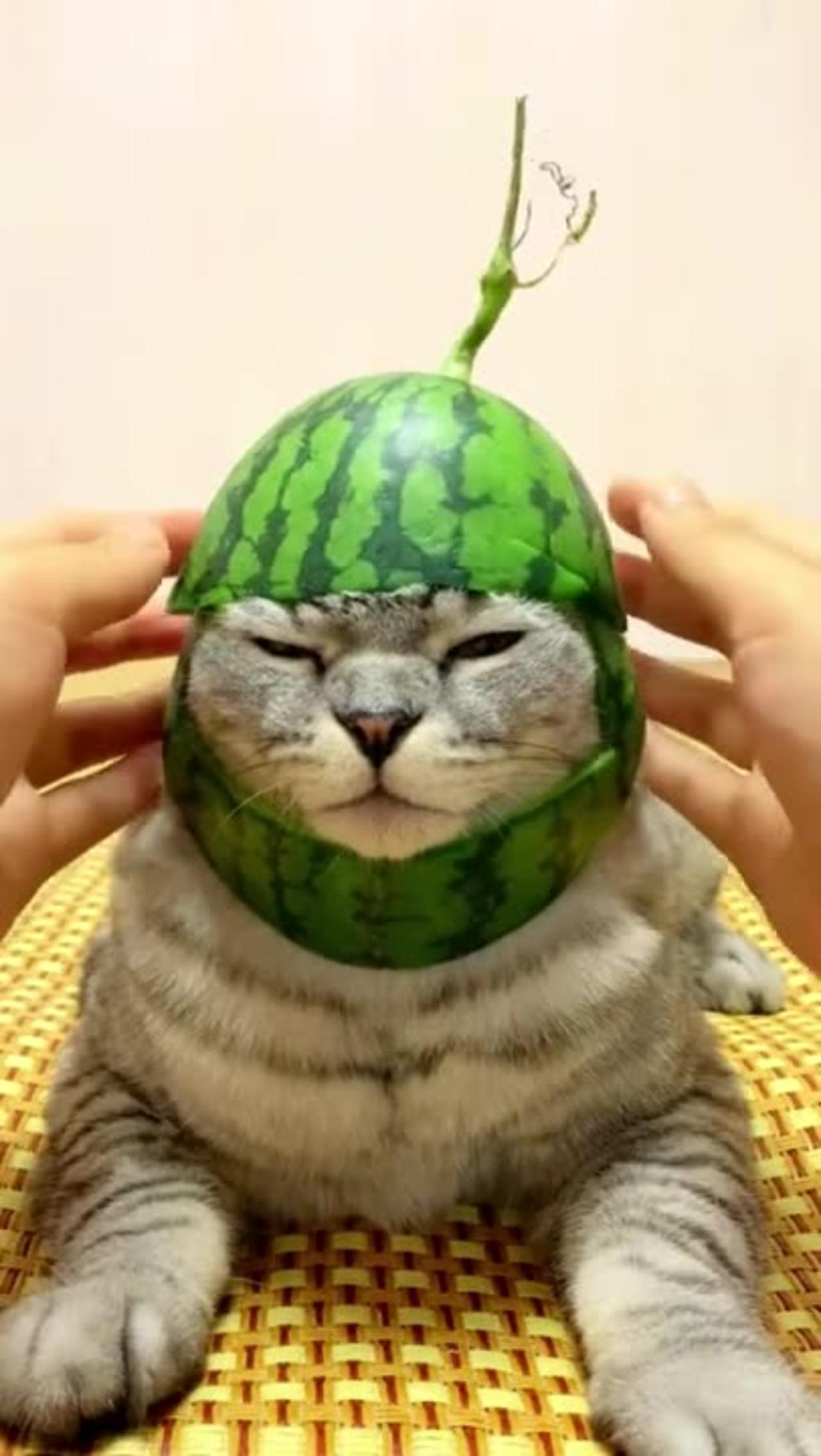 I AM NINJA CATS - One News Page VIDEO