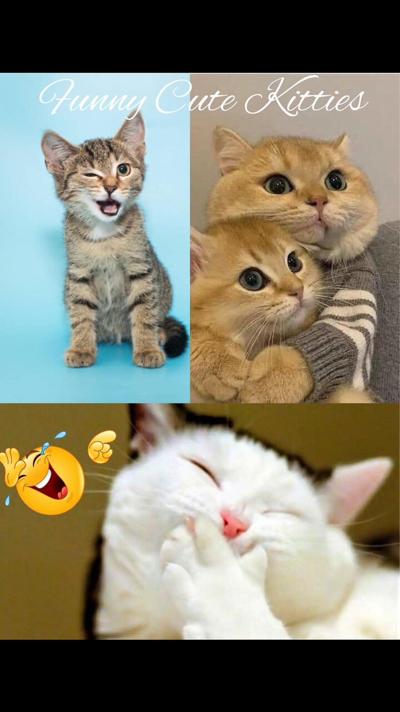 Funny Cute little Cats - One News Page VIDEO