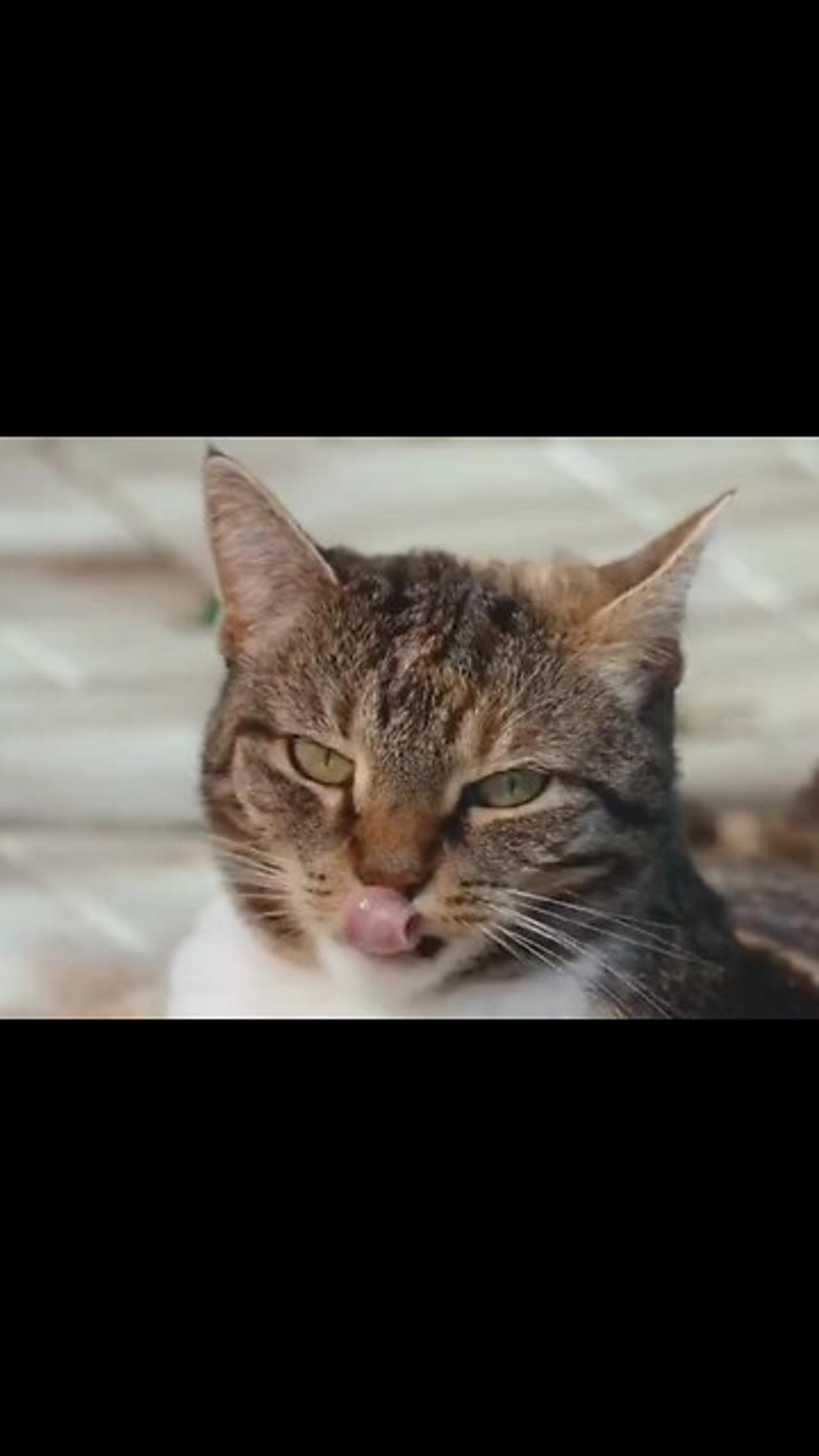 Cute Viral Cat Video 🐈 - One News Page VIDEO