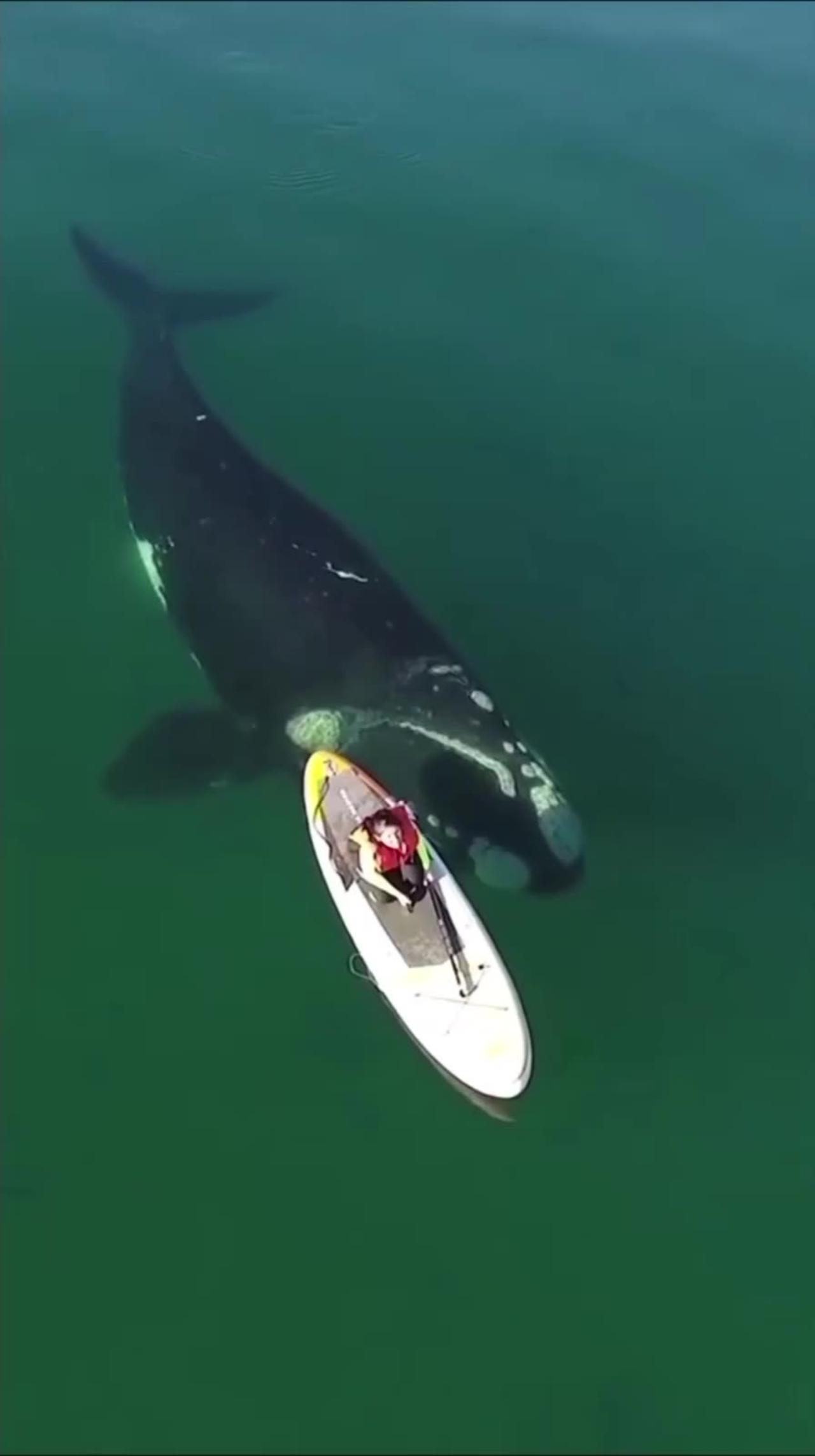 Scary Videos of dangerous animals - One News Page VIDEO