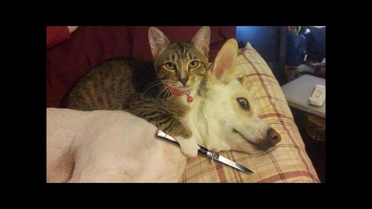 Laugh-Out-Loud Hilarious Animals | Crazy Clips - One News Page VIDEO