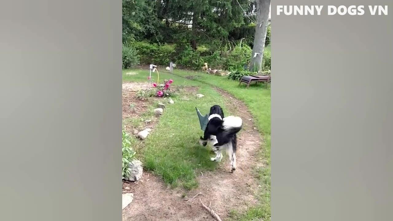 Funny Animal Moments - One News Page VIDEO