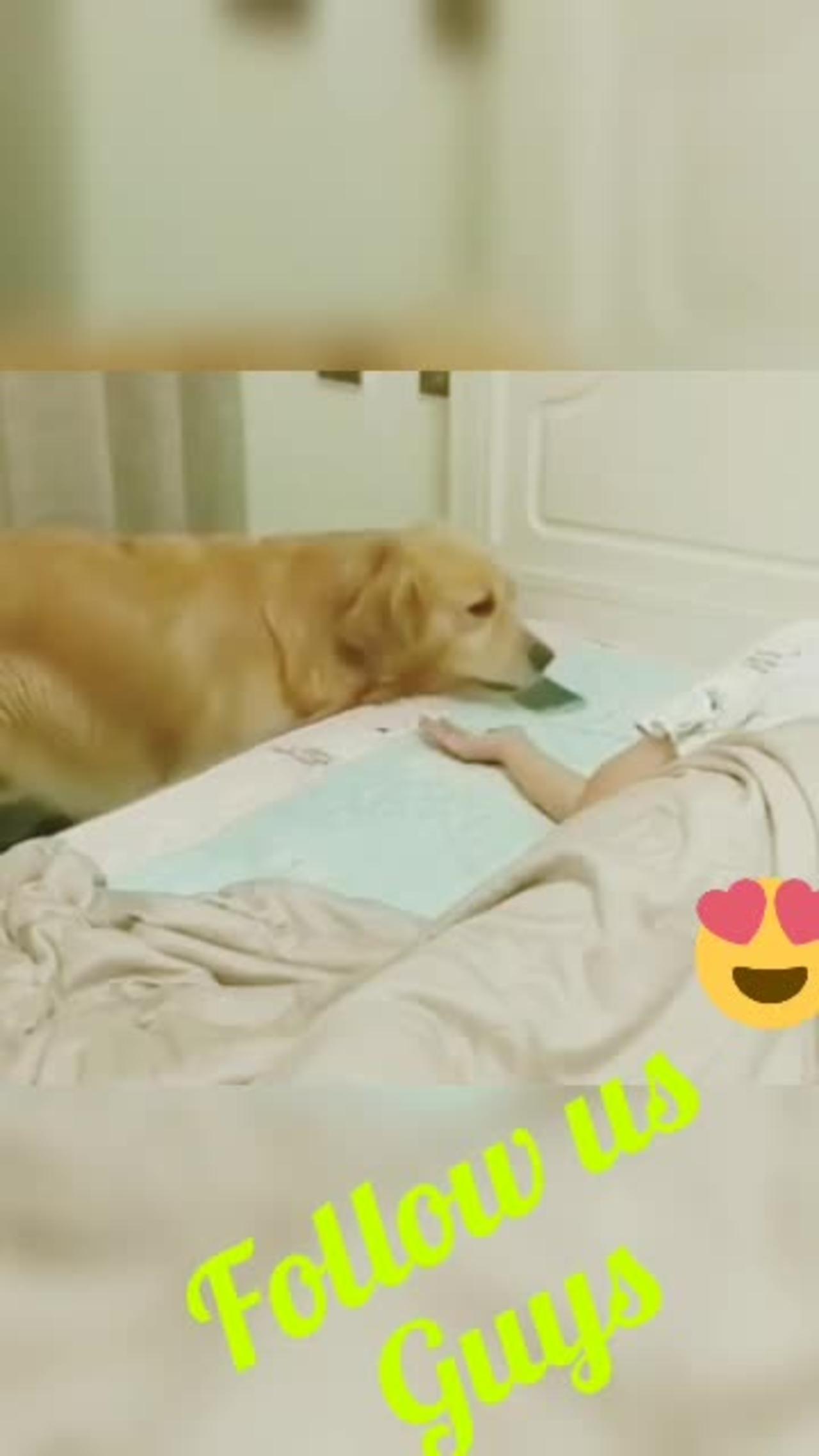 Animals love and emotion for human - One News Page VIDEO