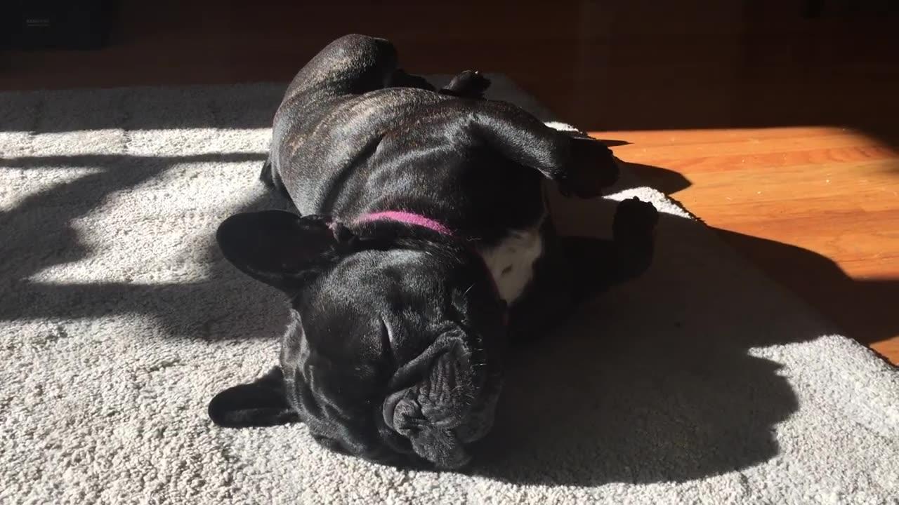 Cosmo the Farting Grunting French Bulldog - One News Page VIDEO