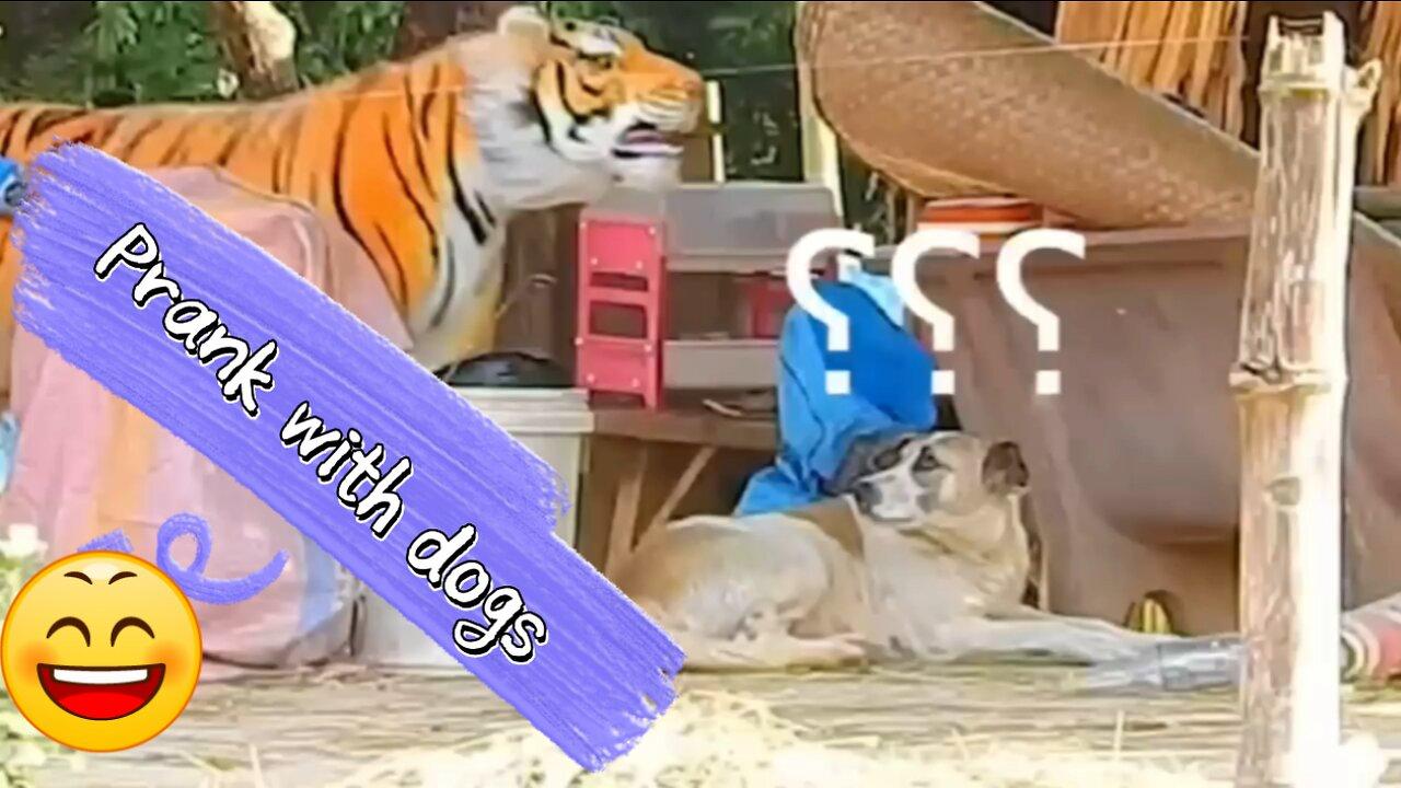 Dogs and pranks - One News Page VIDEO