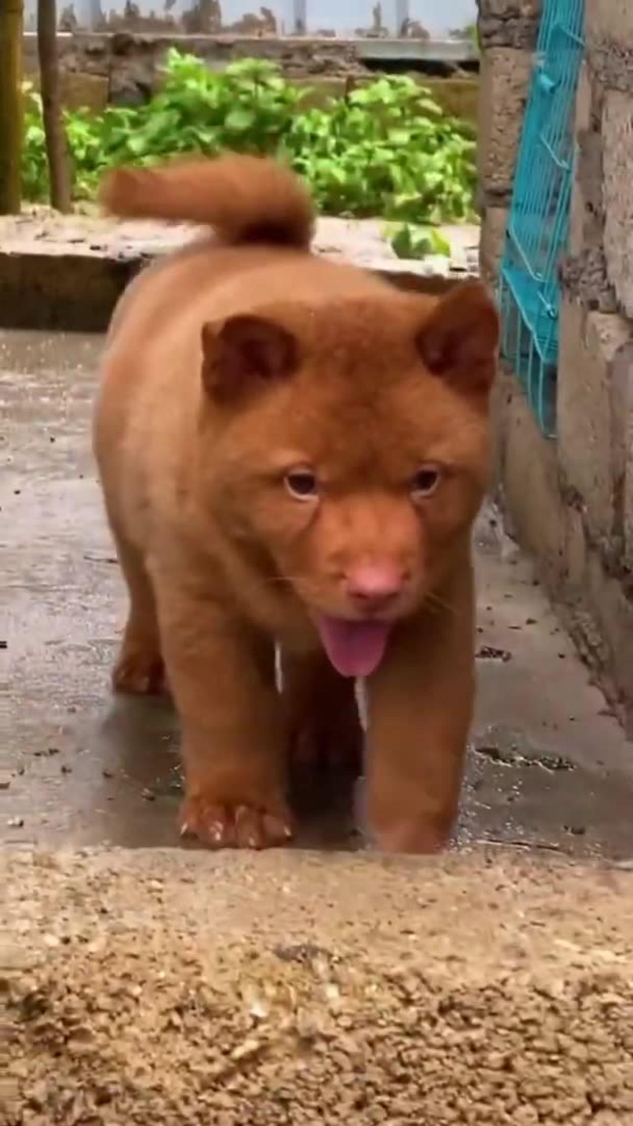 First ever dog cat breed? - One News Page VIDEO