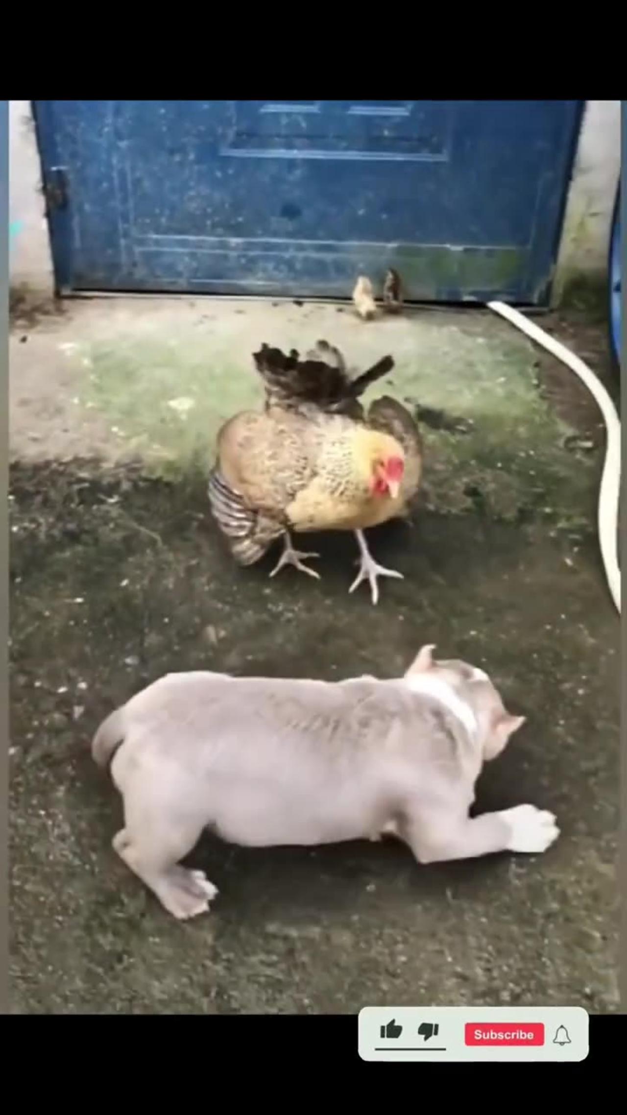 MOST HILARIOUS DOG AND HEN MOMENTS - One News Page VIDEO