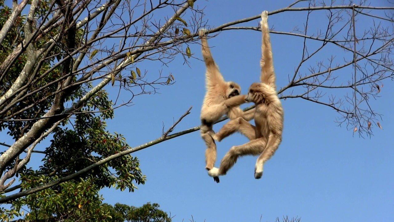 Strange Monkeys You Won't Believe Actually - One News Page VIDEO