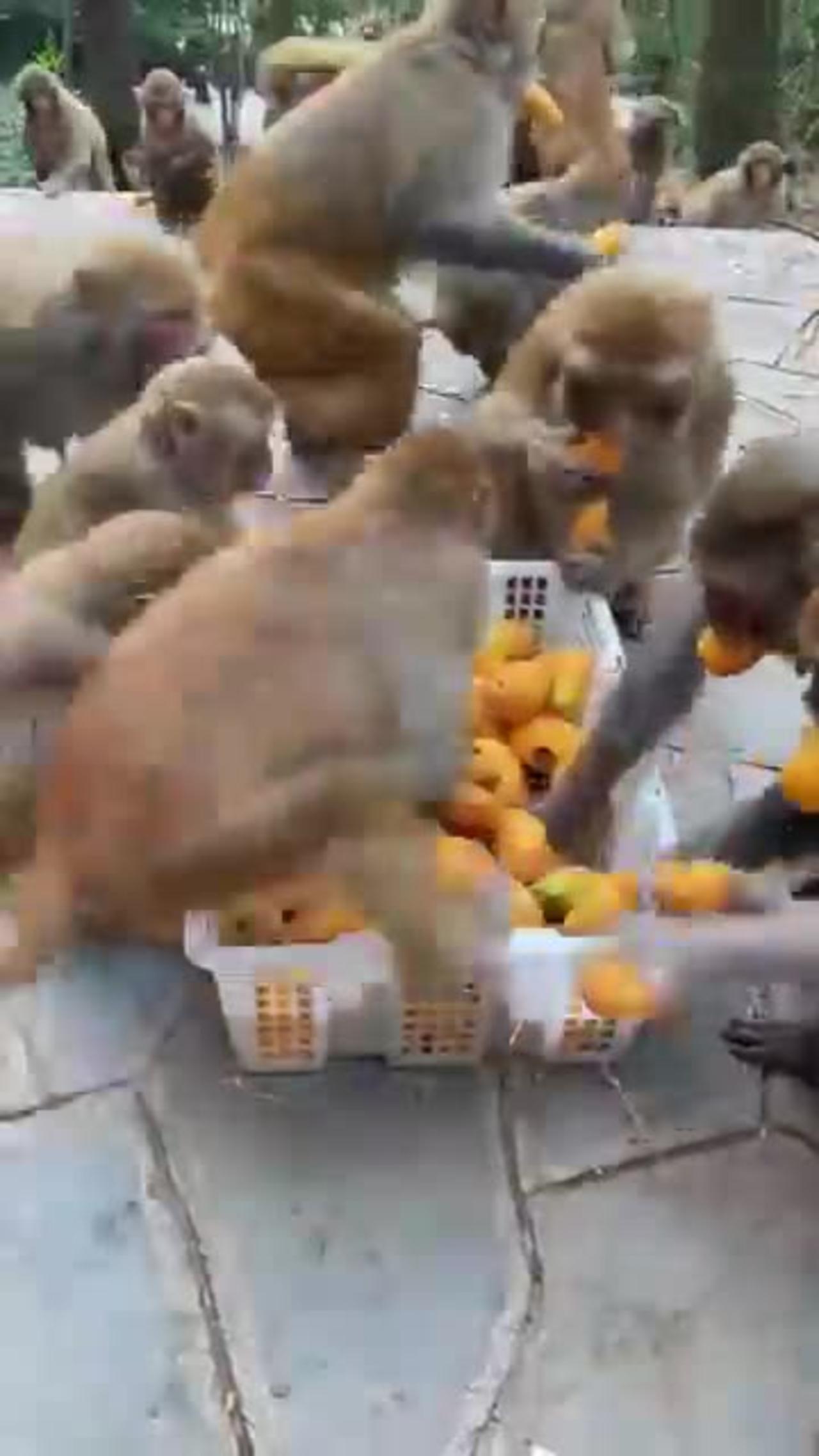 Eat mangoes, care for and protect wild macaques, - One News Page VIDEO