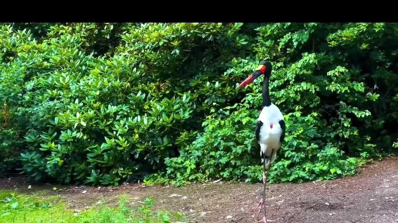 AMAZING BIRDS Beautiful birds inhabit all - One News Page VIDEO