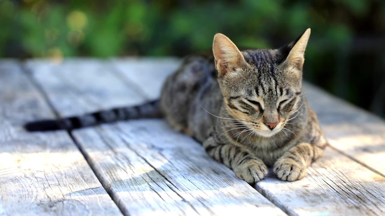 Sleepy Cat - One News Page VIDEO