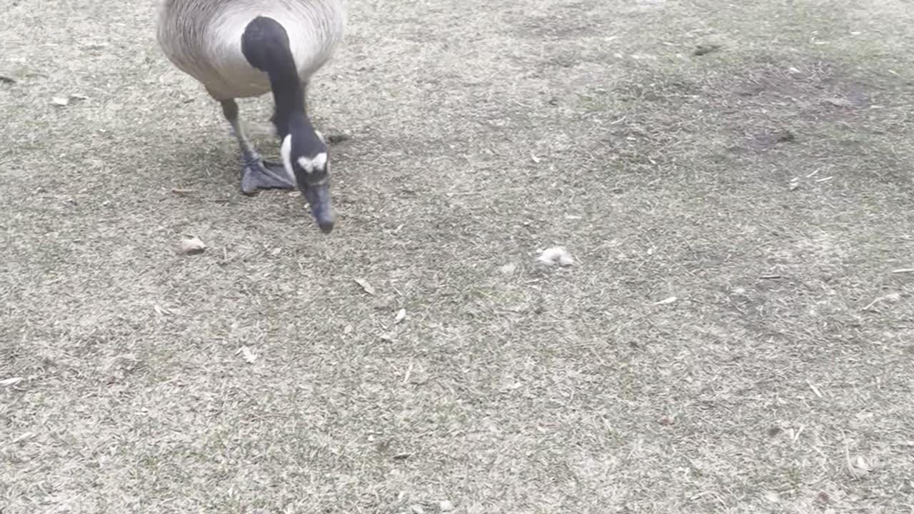 Fun with geese - One News Page VIDEO
