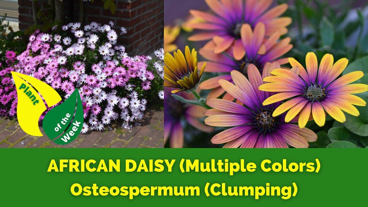 AFRICAN DAISY (Clumping) | Osteospermum | - One News Page VIDEO