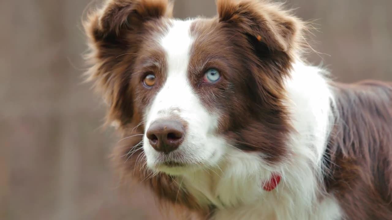 Two different colored eye dog "dog eyes two - One News Page VIDEO