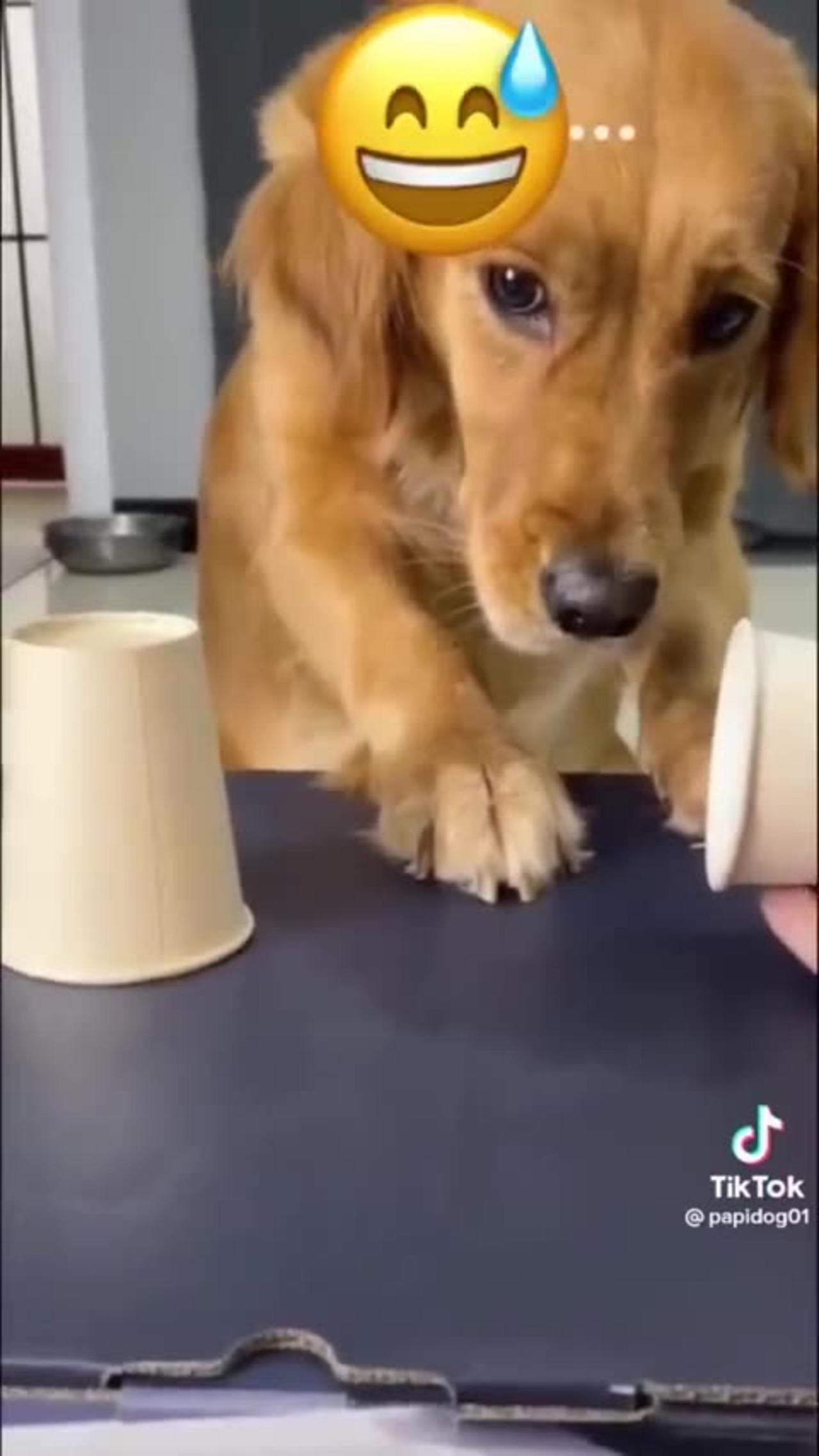 Funny Dogs And Puppies Life 4K Quality Video - One News Page VIDEO